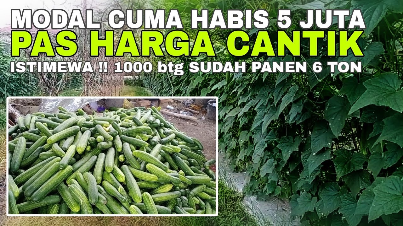 Pengalaman Budidaya Timun ala Mas Yudi di Musim Penghujan - YouTube
