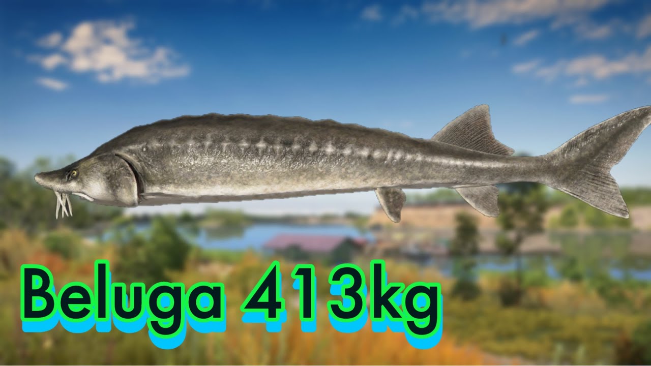 Russian Fishing 4 | Beluga 413kg by Leo - YouTube
