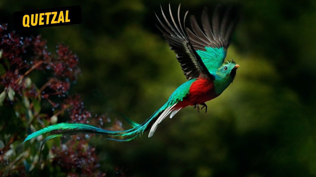 Quetzal(background music)- lovely resplendent quetzals- costa rica ...