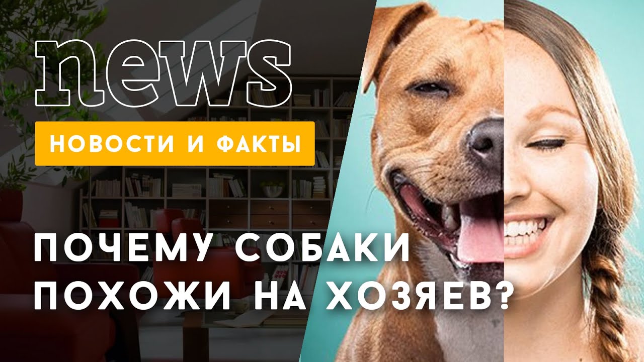 Удивительная схожесть собак и их хозяев Youtube