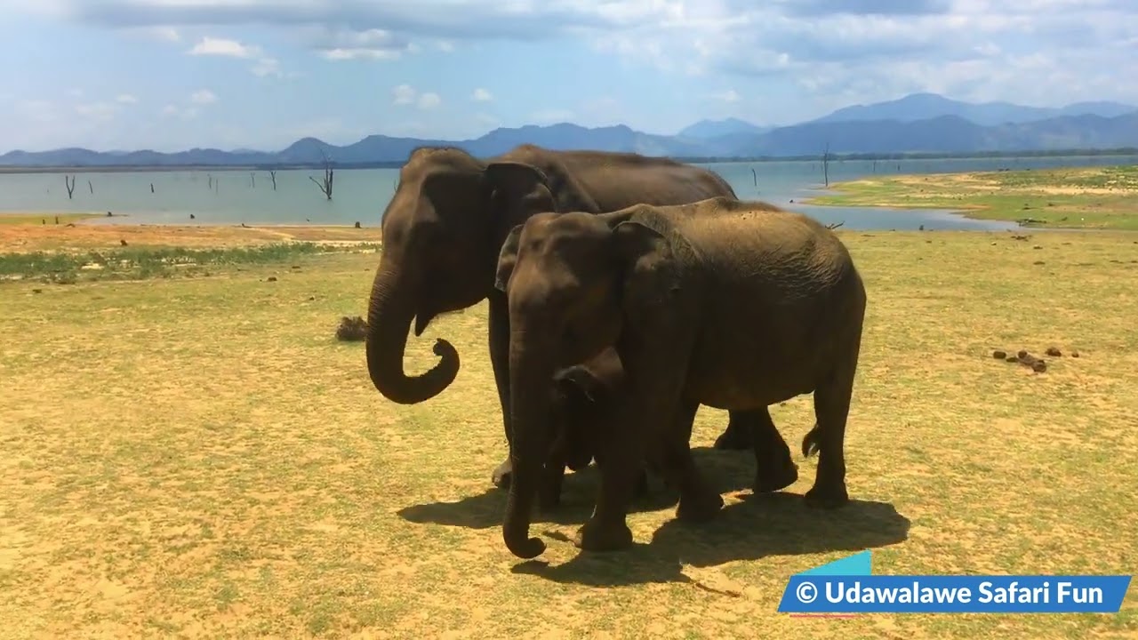 Asian Elephant Trio | Udawalawe National Park wildlife Elephants Safari ...