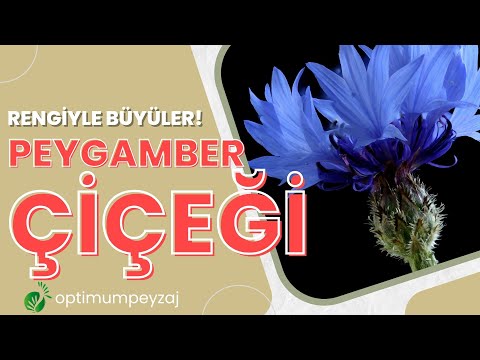 RENGİYLE BÜYÜLER / PEYGAMBER ÇİÇEĞİ