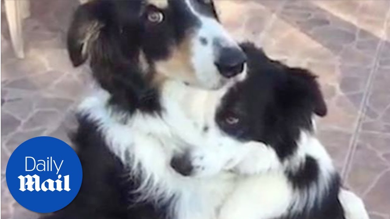 Are Border Collies Cuddlers