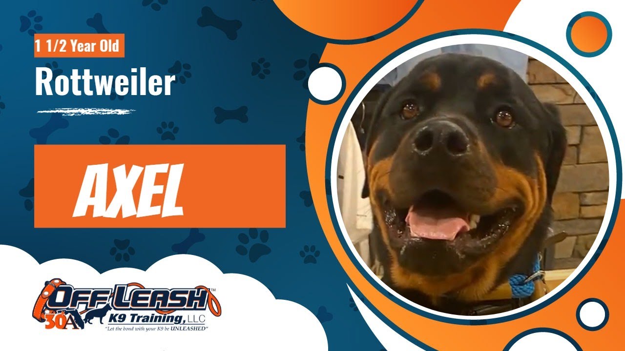 Rottweiler, 1.5, Axel | Best Rottweiler Training| Off Leash K9 - YouTube
