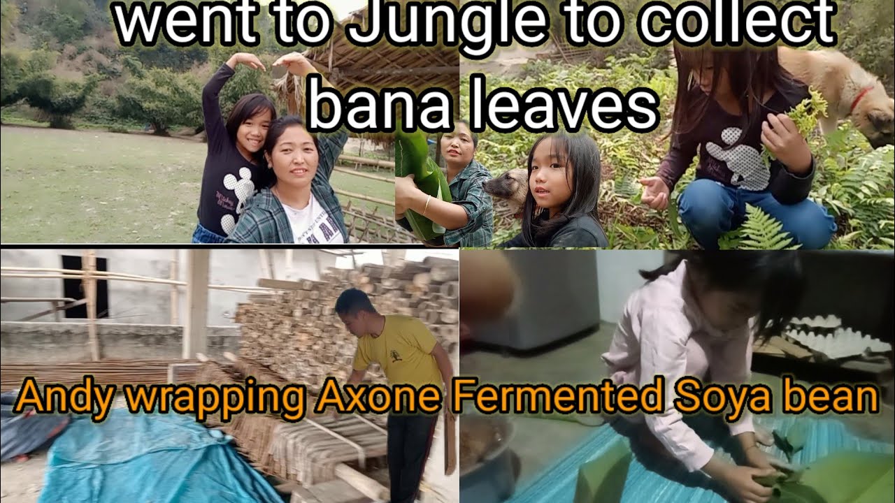 Went to jungle to collect banana leavesllAndy wrapping# Axone Fermented ...