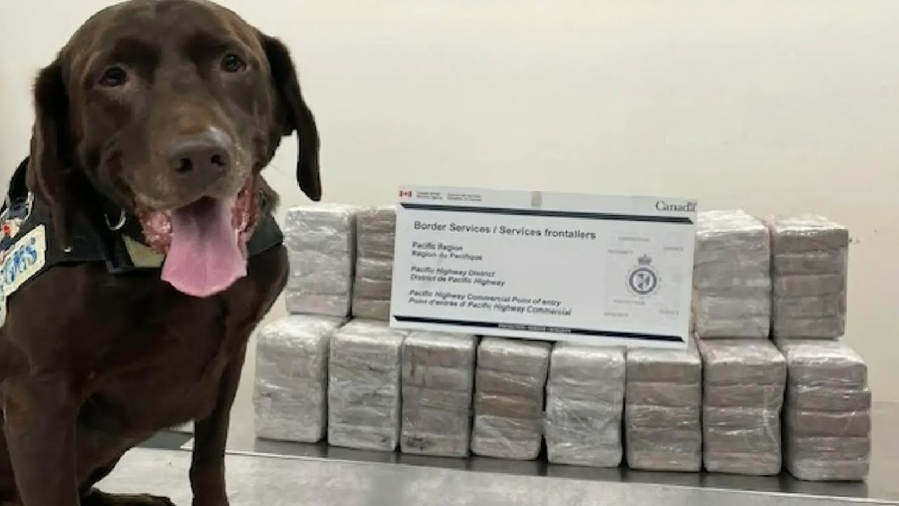 246 kg of cocaine seized at border in B.C. thanks to drug-sniffing dog ...