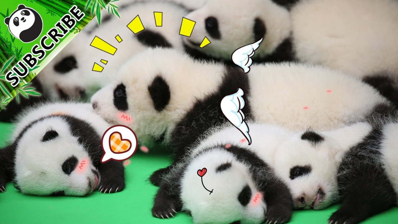 Panda babies tell you what is the real CUTENESS~ | iPanda - YouTube