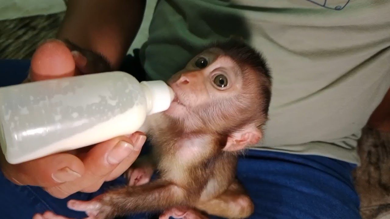mobi drinks milk before sleeping in his father's arms - YouTube