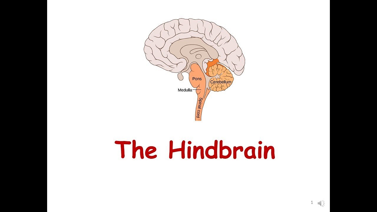 Topic 7: The Hindbrain - YouTube