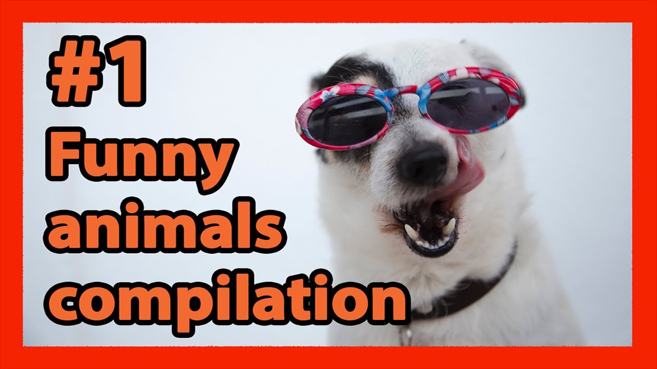 Funny animals shorts compilation #1 😂 Best Funny Cats and Dogs 😺🐶 ...