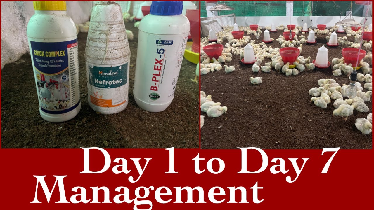 1 St Week Broiler Chicks Management || Broiler Poultry Farming ...