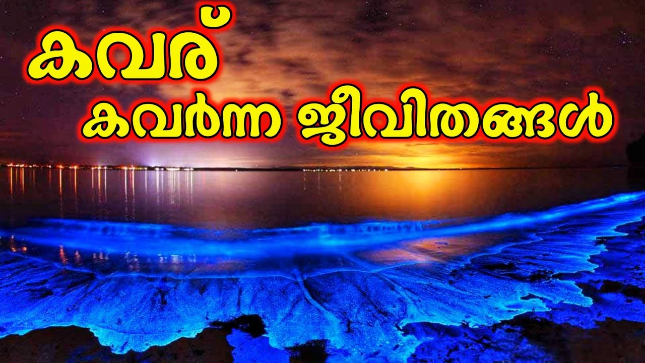 കവരിന് പിന്നിലെ ചതി | Kavaru | Kavaru Kumbalangi Nights | Kavaru ...