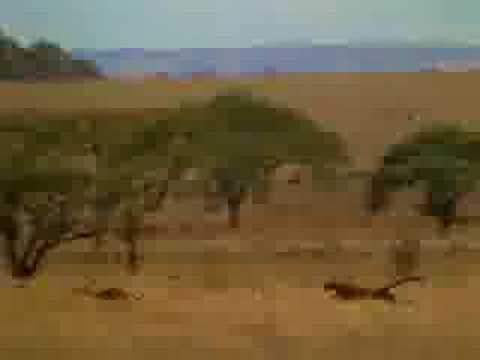 Man Outrunning a Cheetah - YouTube