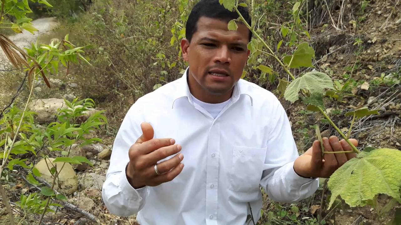 Plantas Sagradas Cadillo Mulato Cadillo mono Cadillo de Perro - YouTube