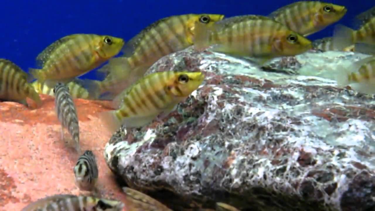 Altolamprologus calvus "Chaitika White"&Altolamprologus compressiceps ...
