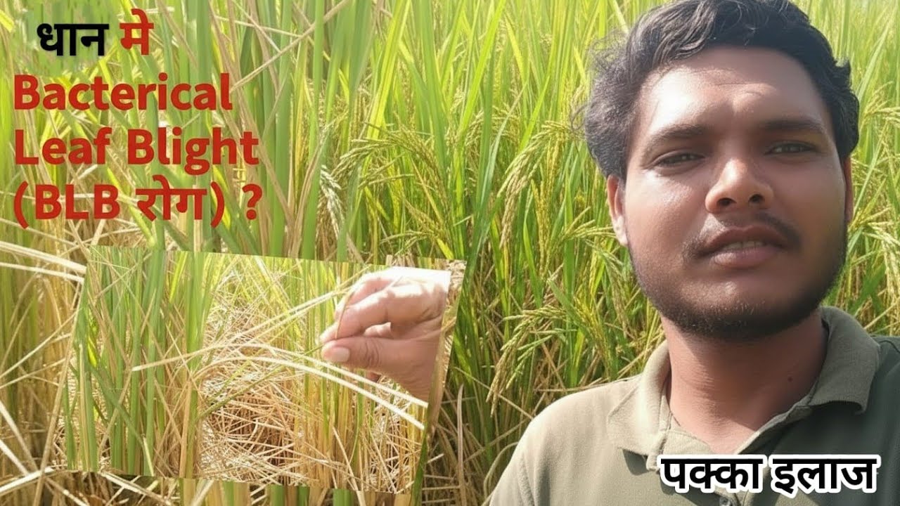 धान में Bacterial Leaf Blight का पक्का इलाज | Paddy BLB Control | Rice ...