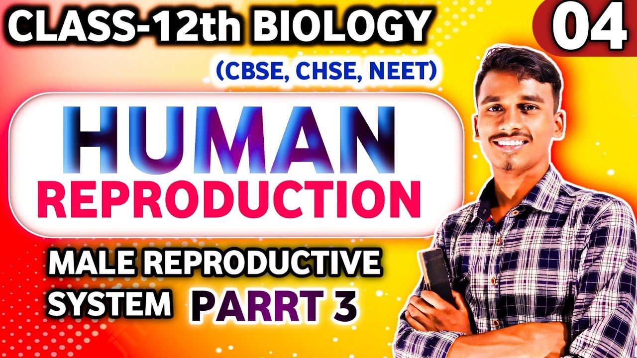 MALE REPRODUCTIVE SYSTEM | PART-III| LEC-4 | CBSE AND CHSE BOARD | WITH ...