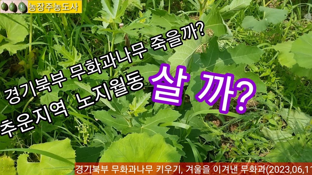 무화과나무 노지월동 방법 추운지역에서 무화과나무 키우기 Youtube