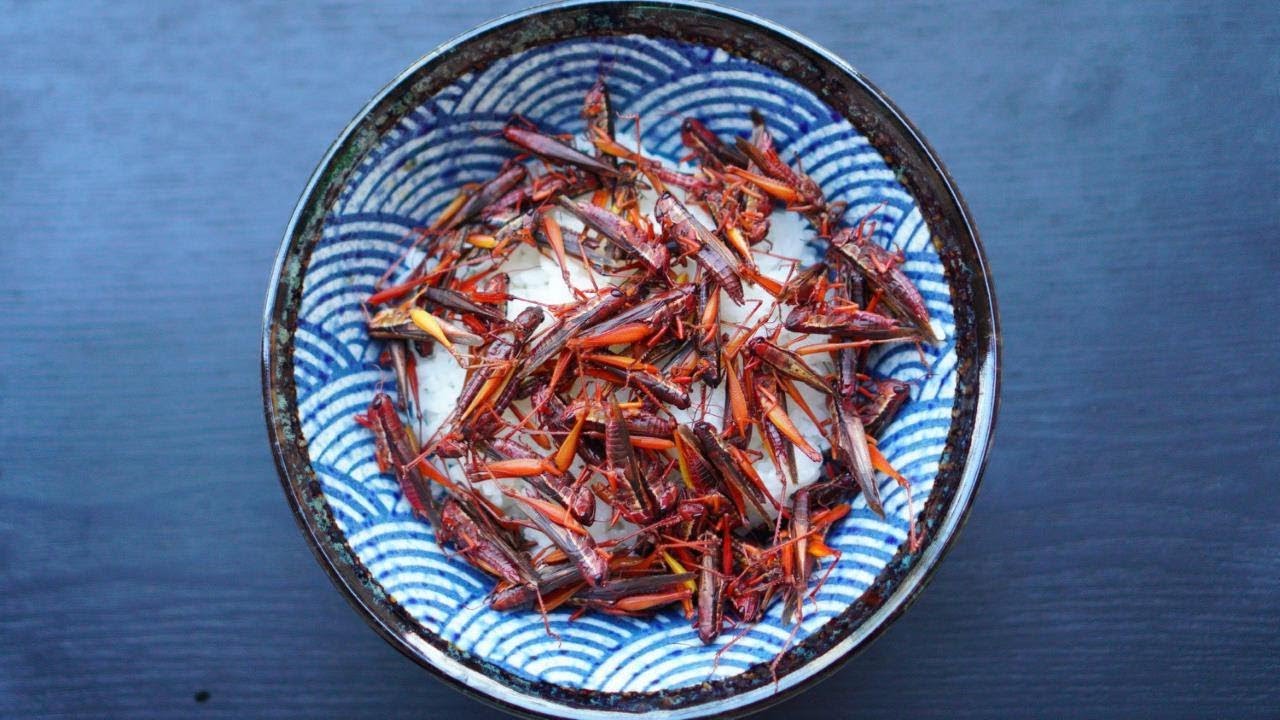 '메뚜기' 잡아서 '메뚜기덮밥' 만들어 먹기 [Catch and cook Locusts] - YouTube