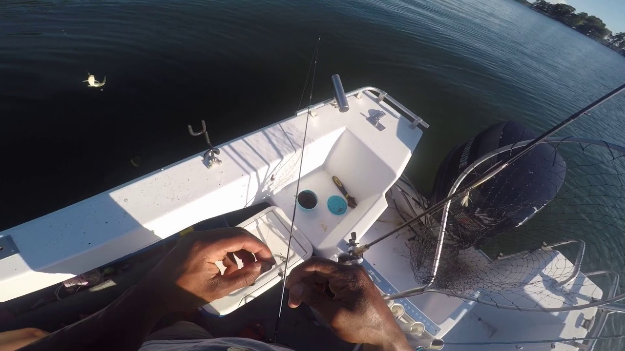 Catching White Perch in the late Summer (Perch Poppin) - YouTube