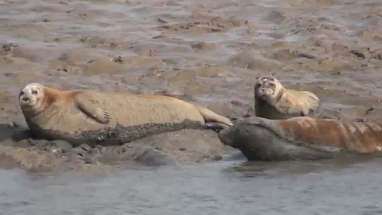 The Backwaters & Seal Colony - YouTube