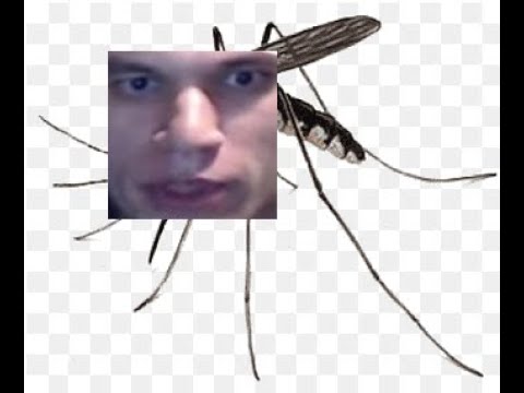 Mosquitos be like - YouTube
