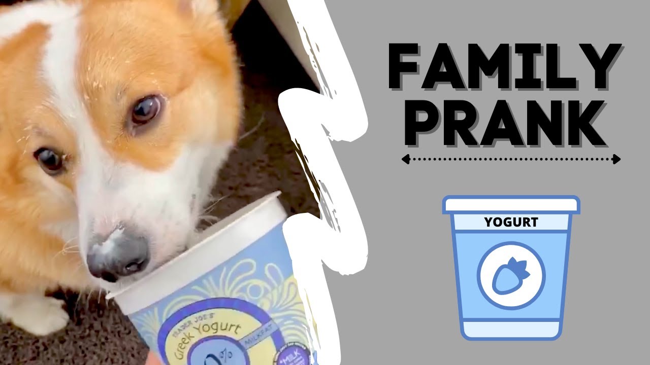 Family Pranks with Corgi | Hammy & Olivia #shorts #corgis - YouTube