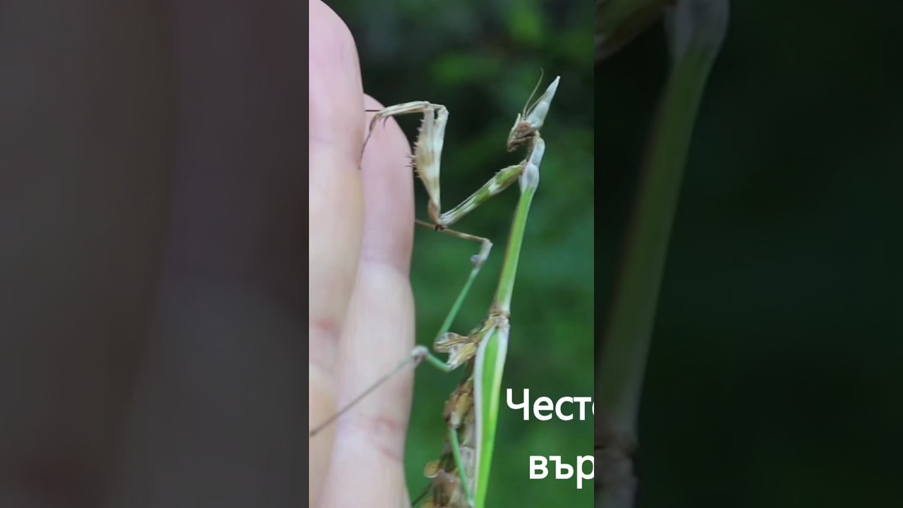 ИЗВЪНЗЕМНО НАСЕКОМО😯😯😯 ALIEN BUG #animals #животни #insects - YouTube
