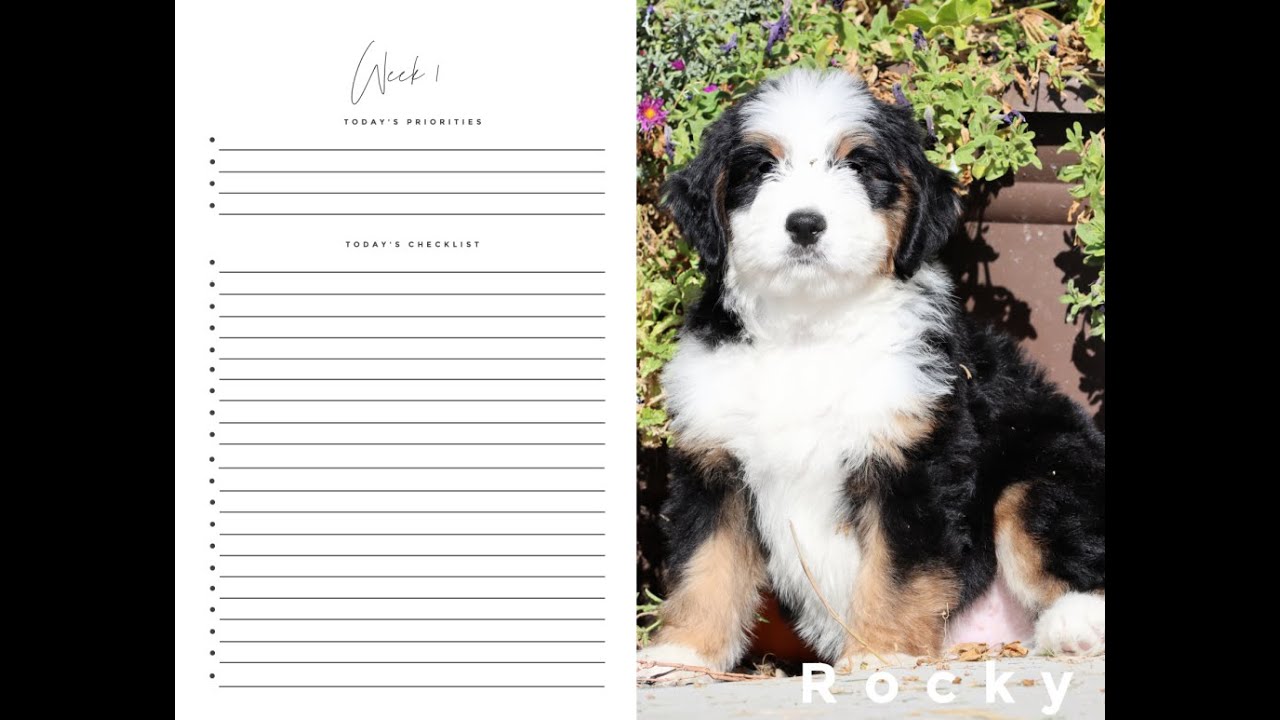 Week 2 training a new puppy or bringing a puppy home - YouTube