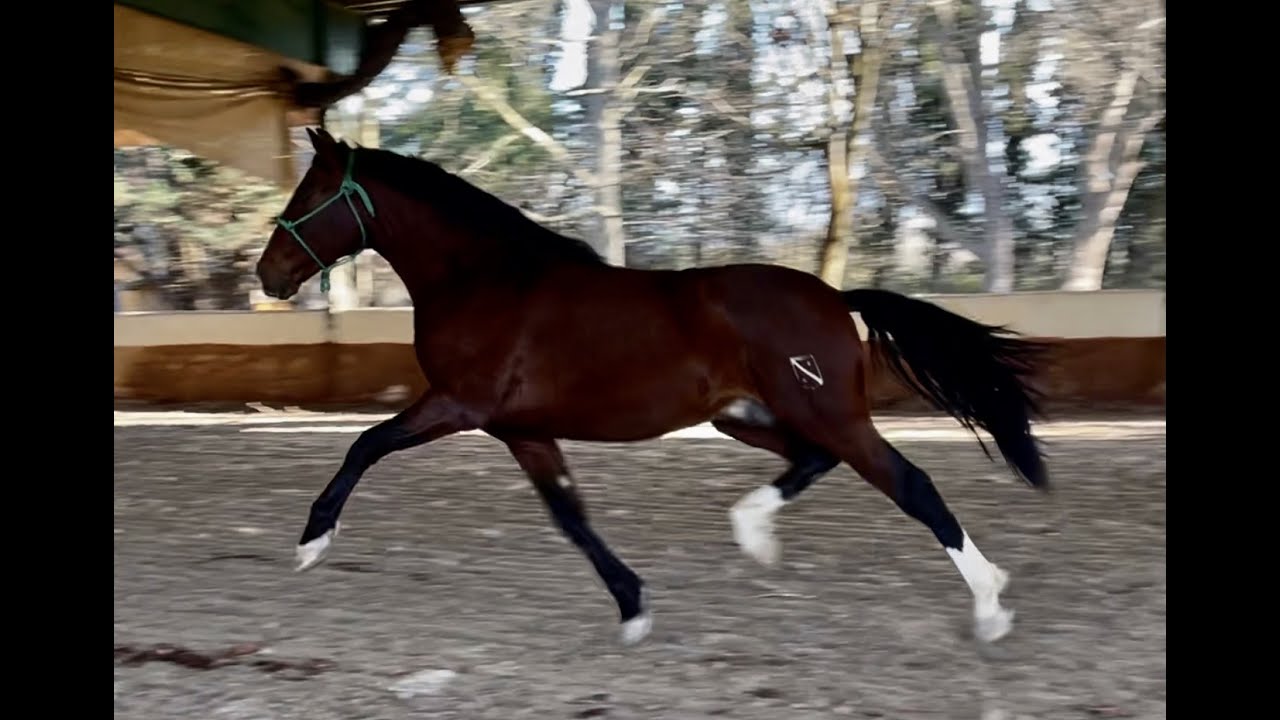 ⚜️ FANTASTIC PRE HORSES ⚜️ CARETO • PRE Stallion Basic level ridden ...