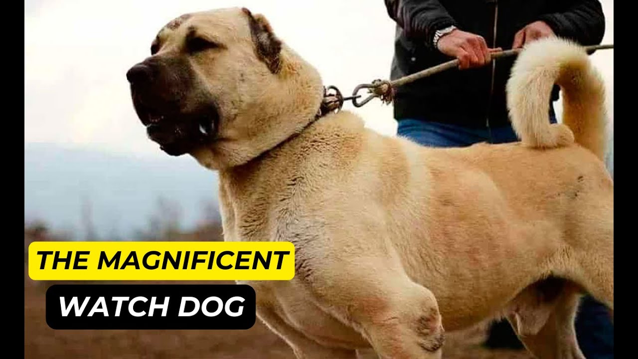 🐶 Meet the Kangal: The Magnificent Turkish Guard Dog! 🌄🔒 - YouTube