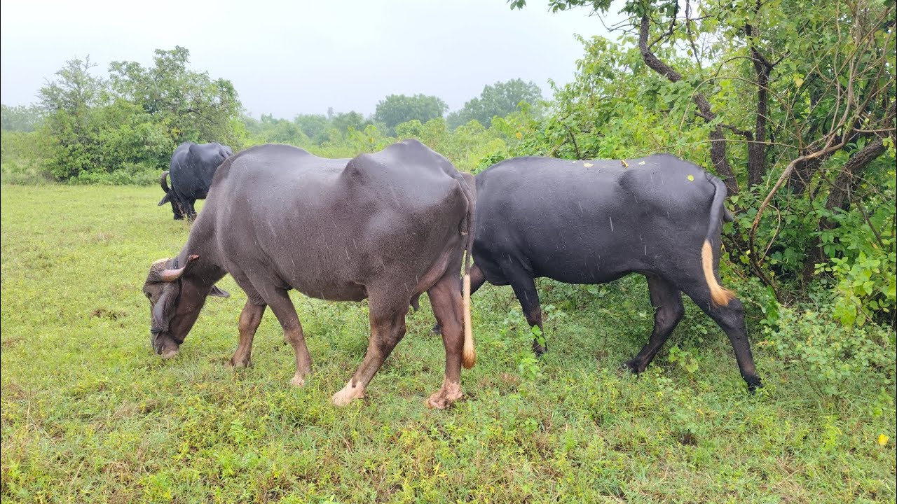 सोलापूर भागातील शेतकरी मुसळधार पाऊस😱 यामुळे जनावरे चारा खाताना ☔🐃# ...