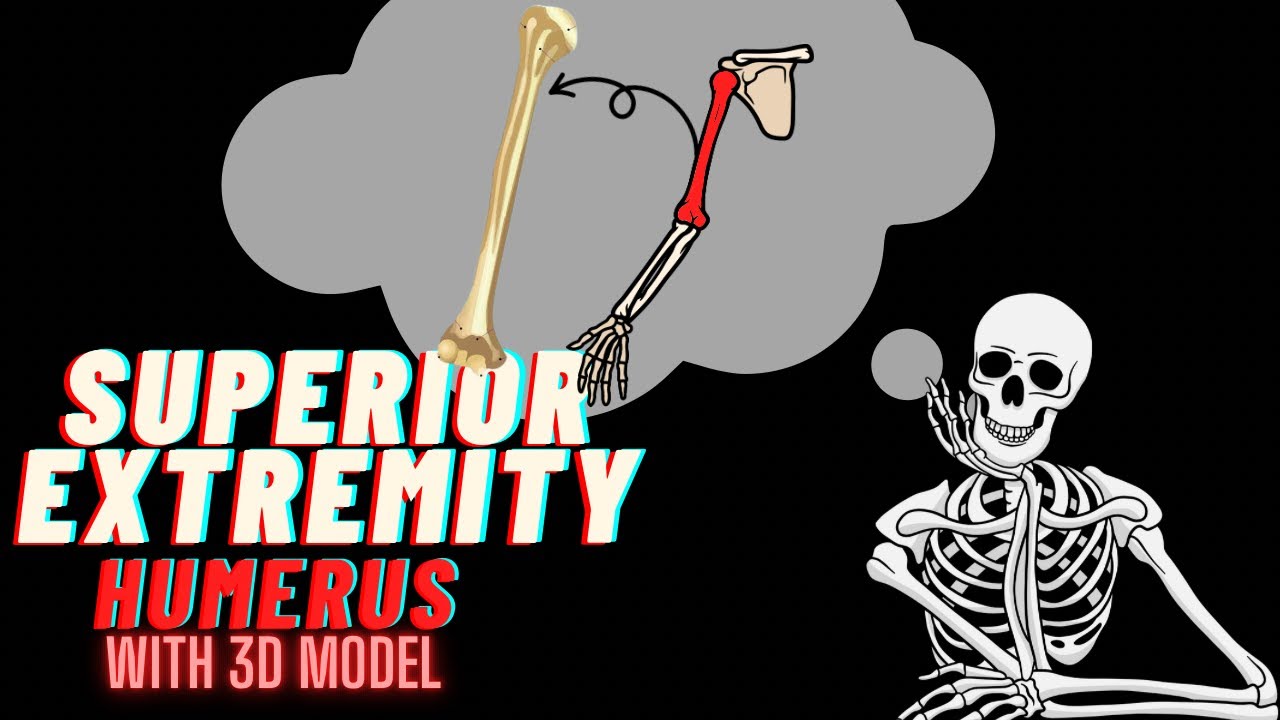 Humerus | Superior Extremity | Parts, Borders, Surfaces & Muscle ...