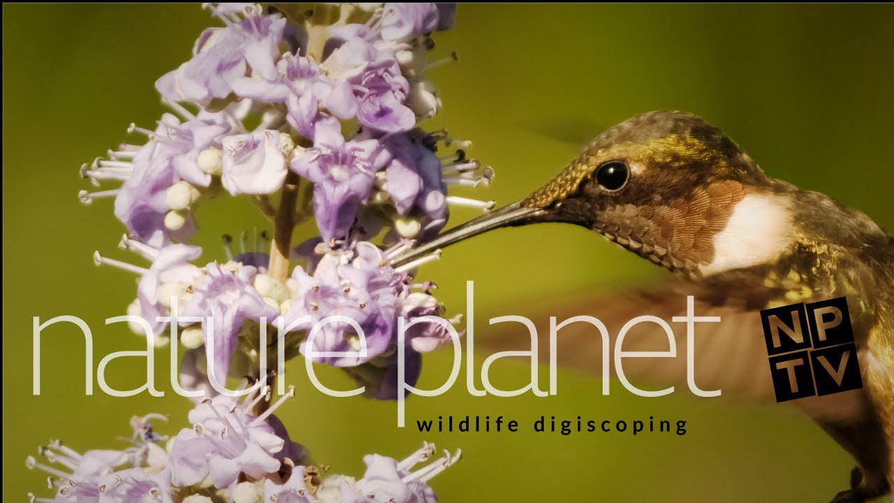 Nature Planet TV | Buff-bellied Hummingbird Slo-mo - YouTube