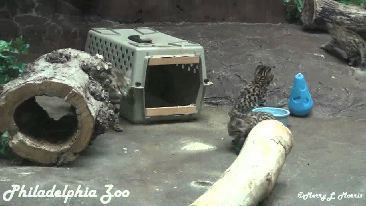 Philadelphia Zoo Black-footed Cat Kittens Out First Time - YouTube