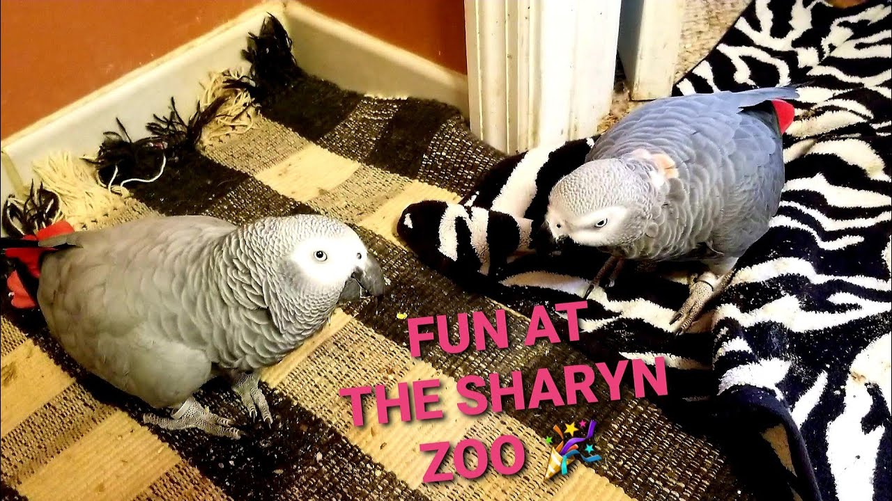 BRUNCH WITH THE SHARYN ZOO CREW 🎉 - YouTube