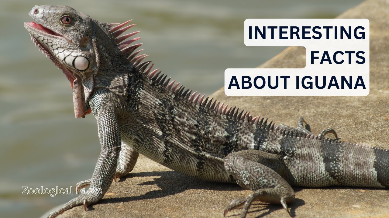 Amazing Facts About The Iguana You Didn't Know! | Zoological Facts ...