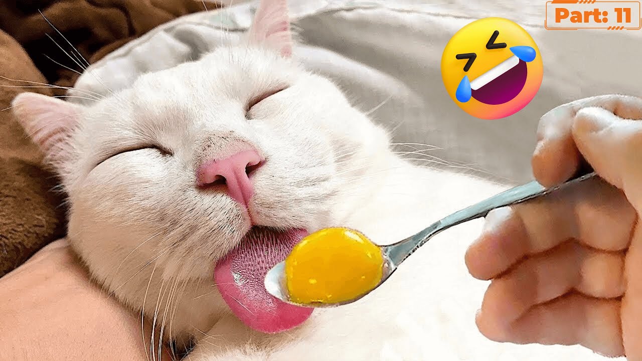 FUNNY CAT MEMES COMPILATION OF 2023 😂 Part 11 - YouTube