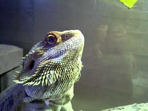 feeding my bearded dragon a pinky mice - YouTube