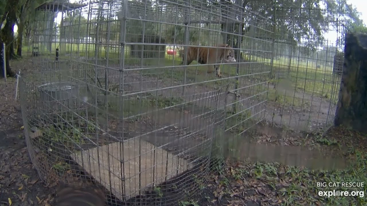 Kimba tiger taking his turkey for a walkabout in the roofed section at ...