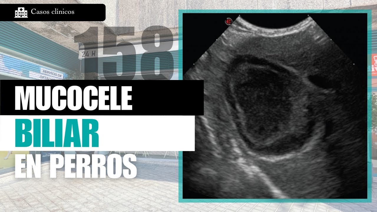 CAPÍTULO 158: El mucocele biliar en perros - Veterinario especialista ...