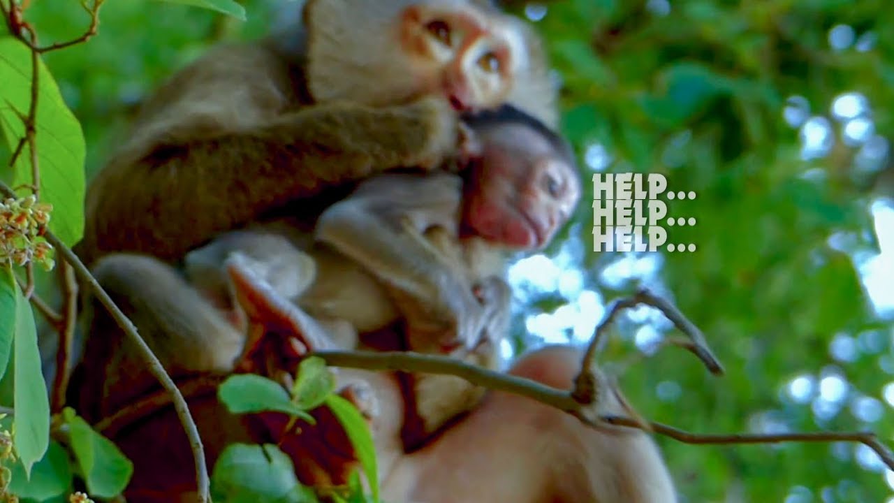 Help... Help.. pitiful baby monkey Goldie try to escape from pigtail monkey - YouTube