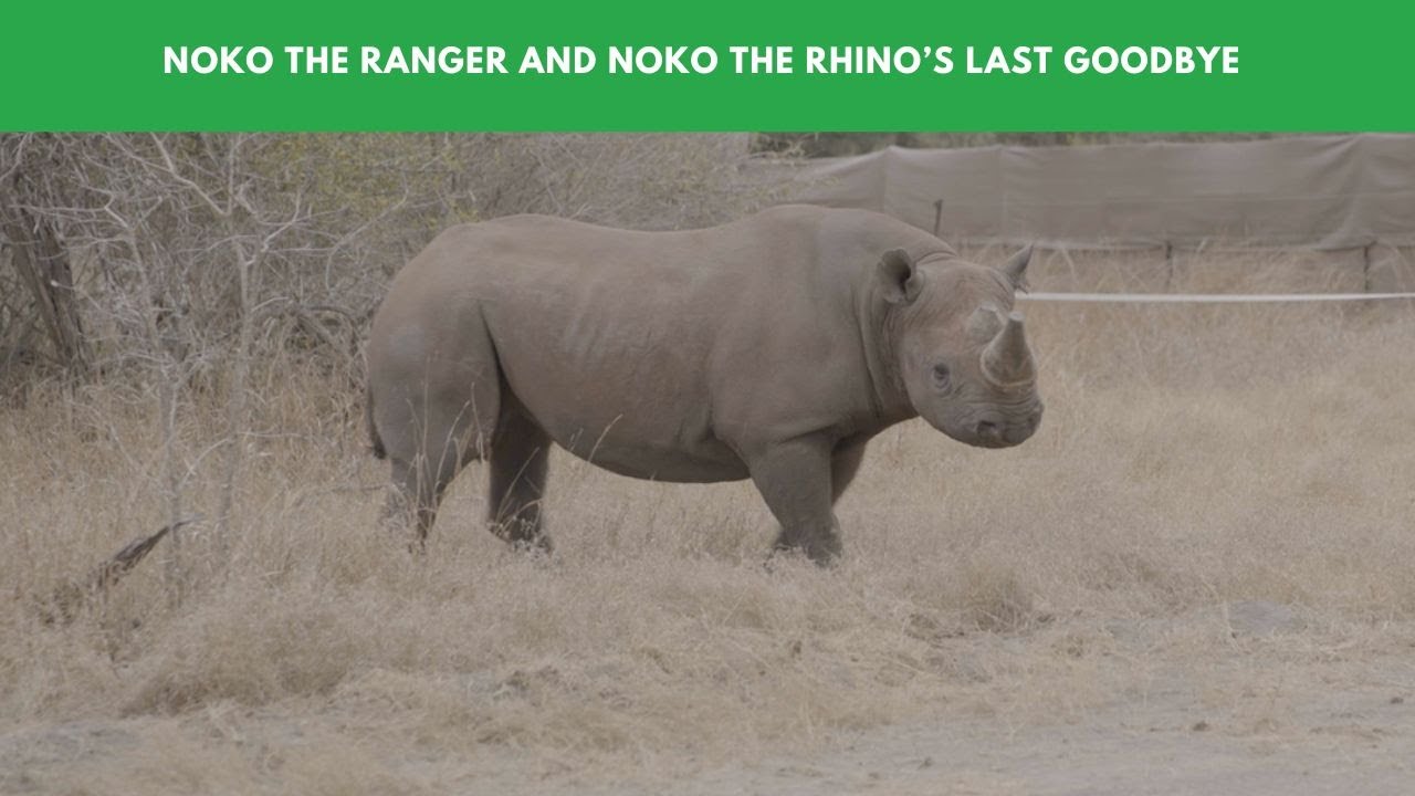 Noko the Ranger and Noko the Rhino’s Last Rewilding Goodbye - YouTube