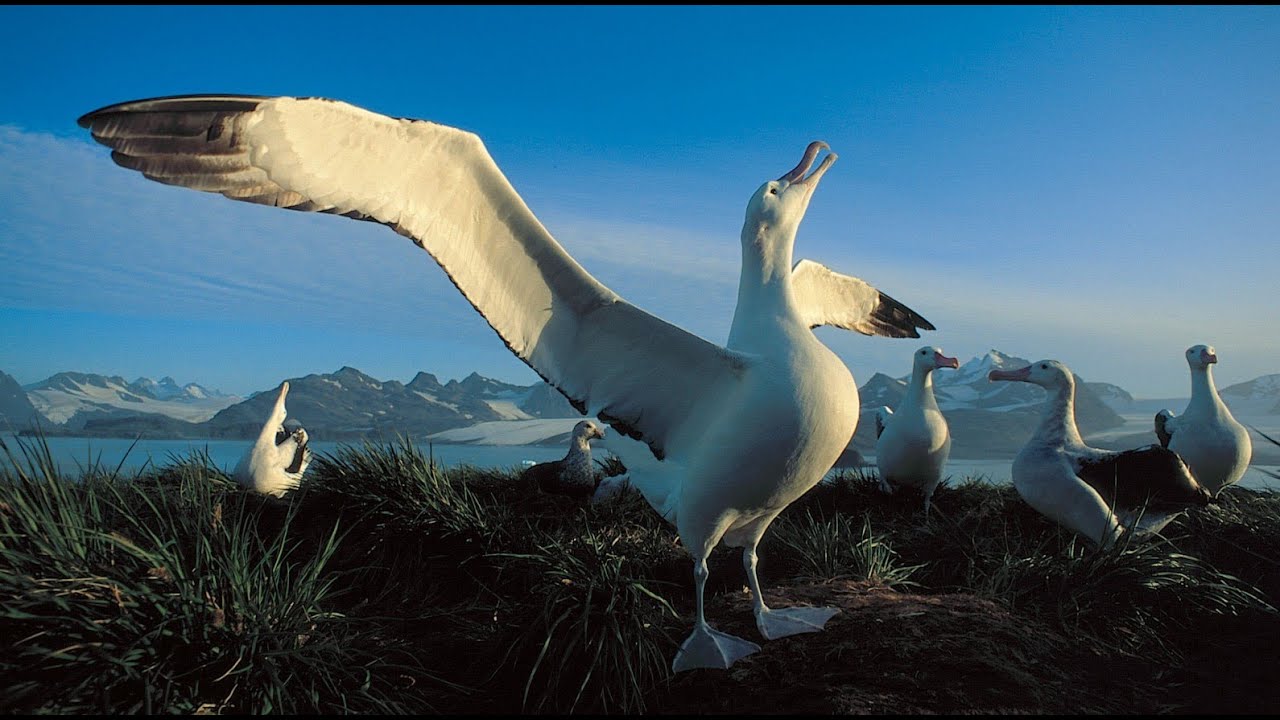 ALBATROSS Fleetwood Mac - YouTube