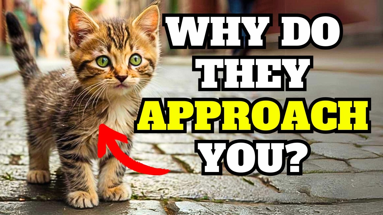 WHY DO CATS APPROACH YOU? 9 factors that make you IRRESISTIBLE to CATS ...