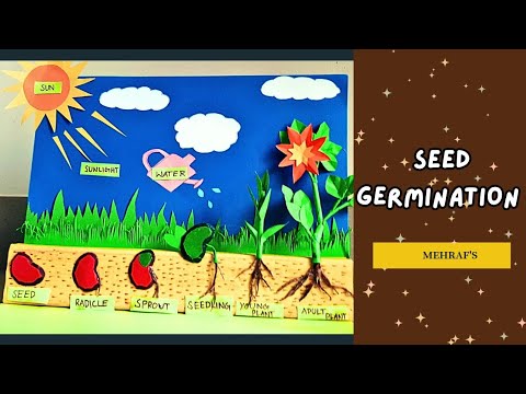 Seed Germination Model with Paper/Germination of Seed Project Model ...