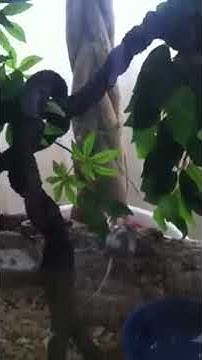 Royal python kills mouse - YouTube