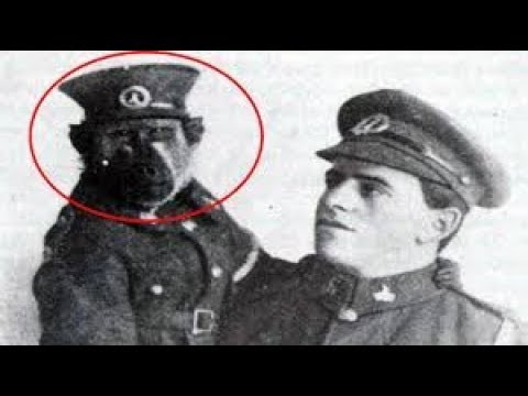 Jackie The Baboon Earned The Medal Of Valor For Fighting In The ...