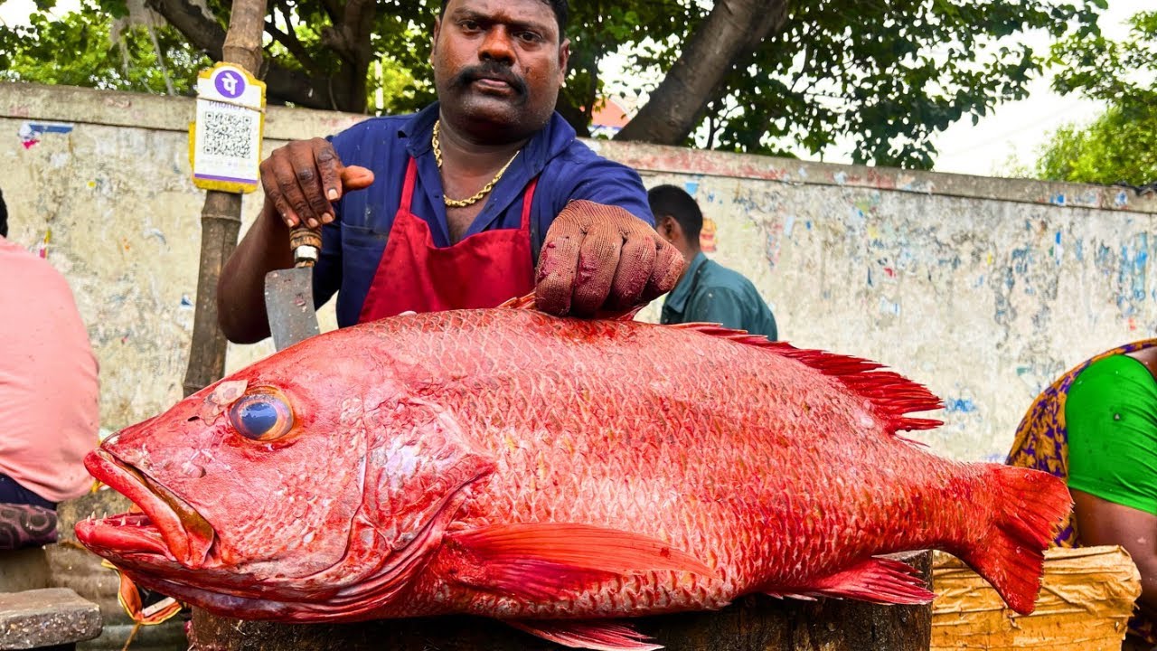 KASIMEDU SPEED SELVAM RED SNAPPER FISH CUTTING VIDEO CUTTING FOCUS ...