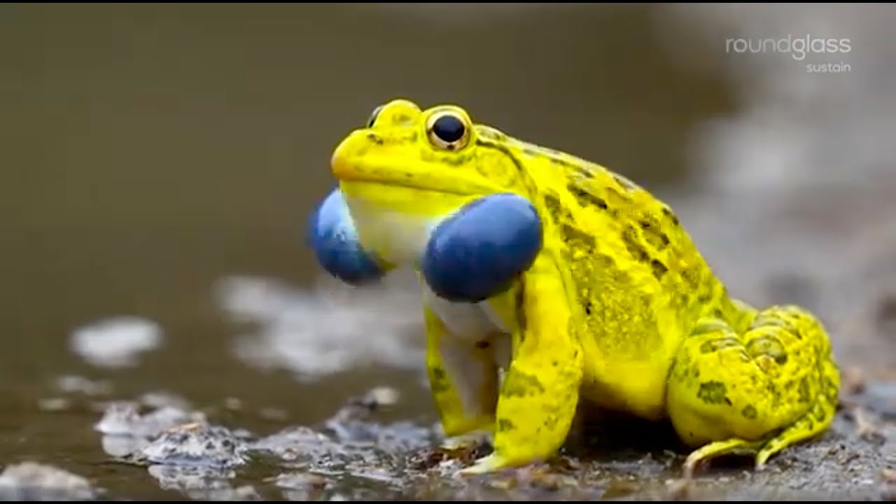 Robin Suyesh and the Frogs of Delhi NCR - YouTube